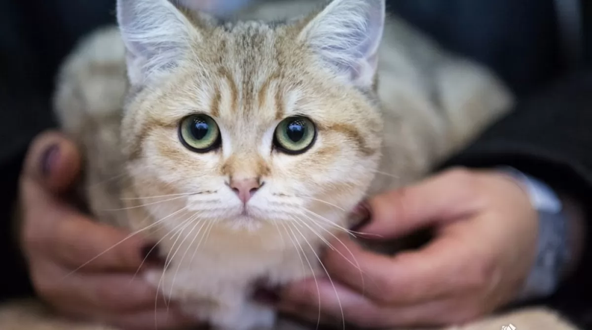 В Киеве прошла выставка кошек RUI Cat Show | Українські Новини