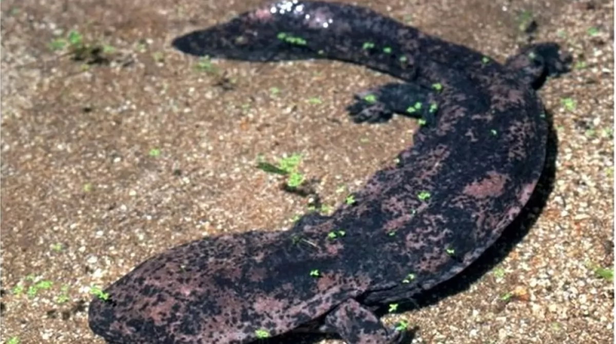 50-yr-old rare salamander spotted in northwest China | Ukrainian news