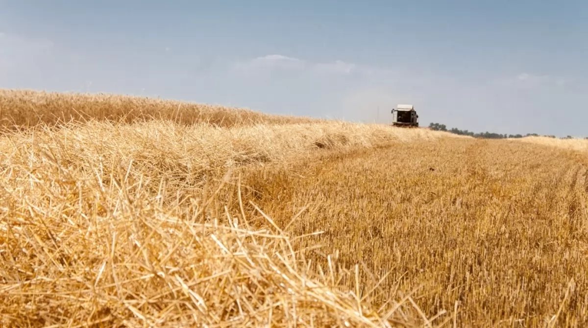 Ukrainian farmers harvest over 31.5 million tons of grain and ...