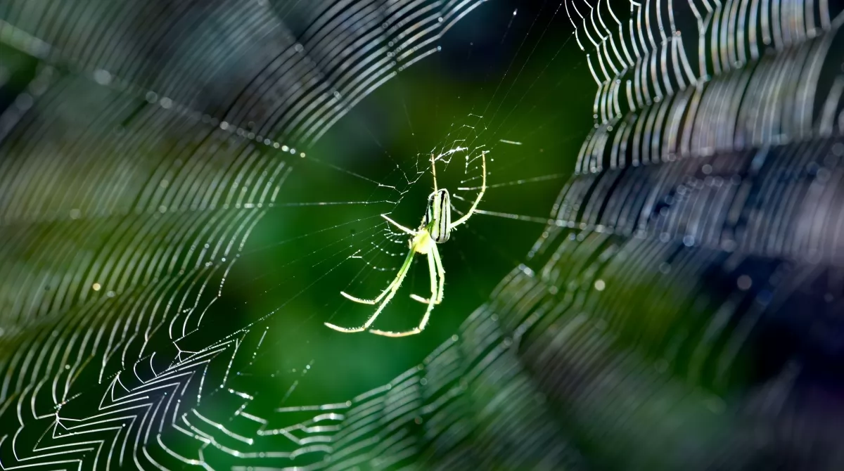 New spiders, flower identified at Chinese world heritage site ...