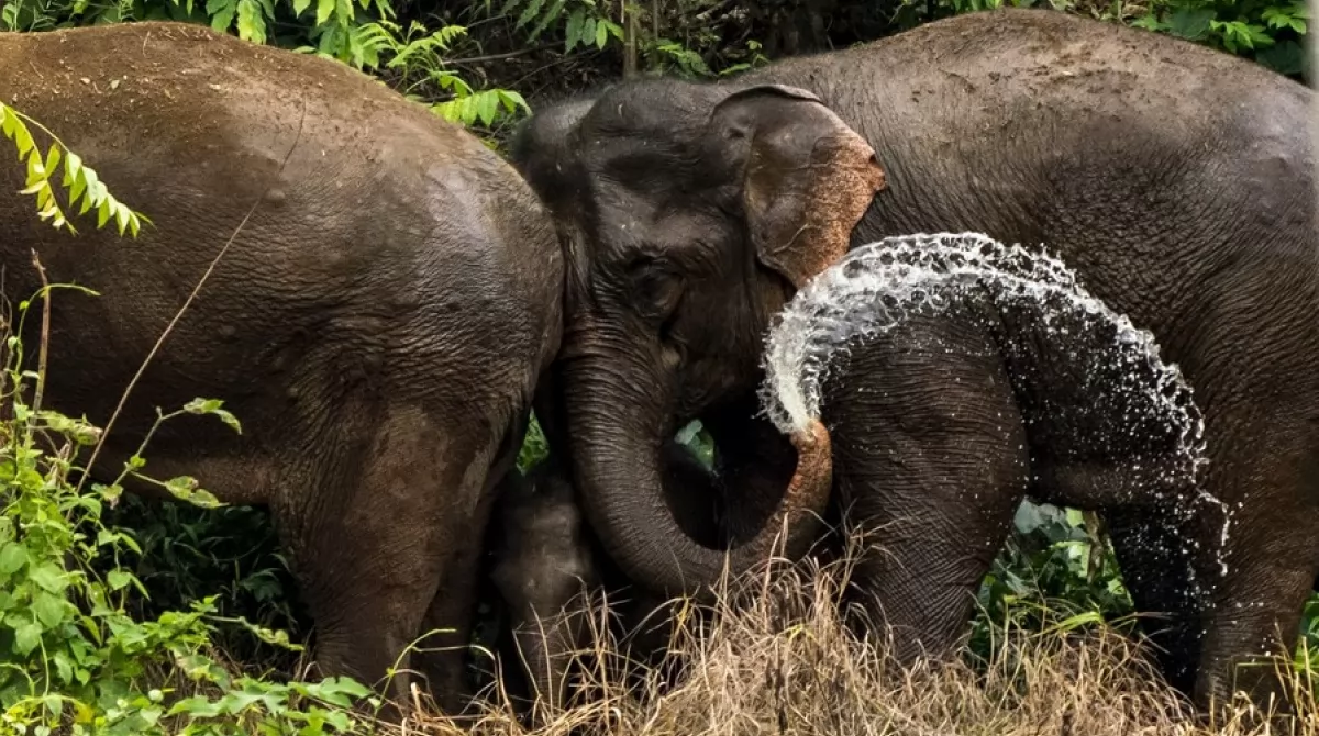 39 wild Asian elephants "dine together" in China's Yunnan | Ukrainian news