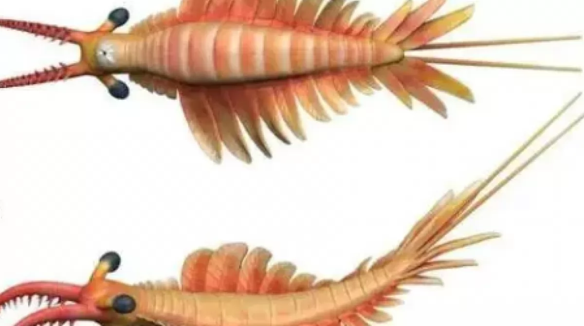Chinese palaeontologists identify new shrimp species | Ukrainian news