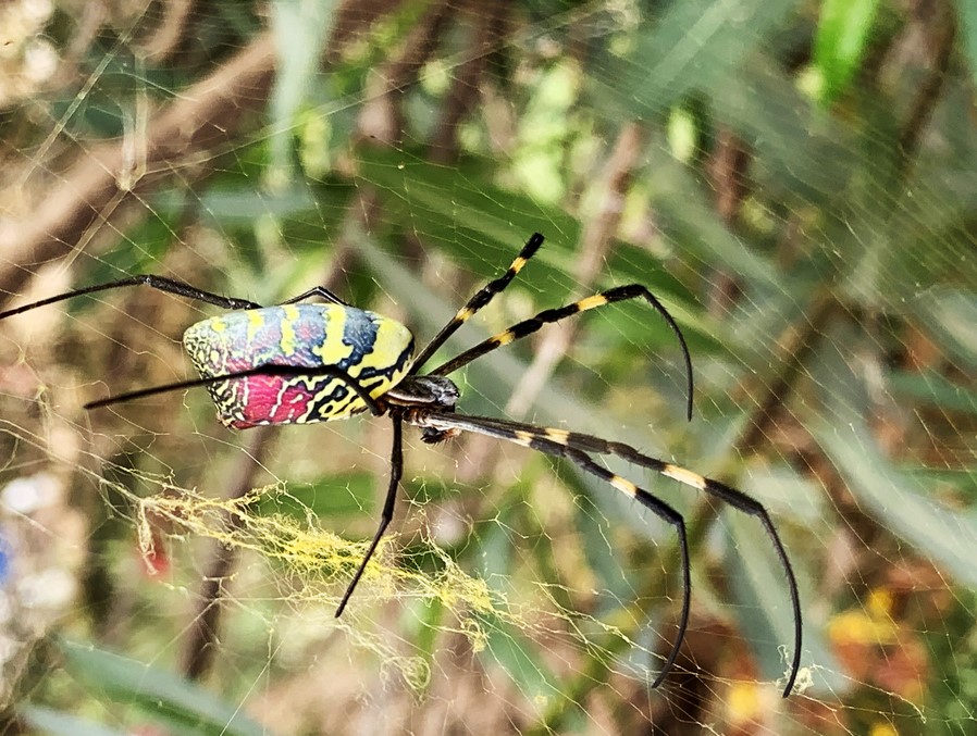Chinese study reveals spinning mechanism of spider dragline silk ...