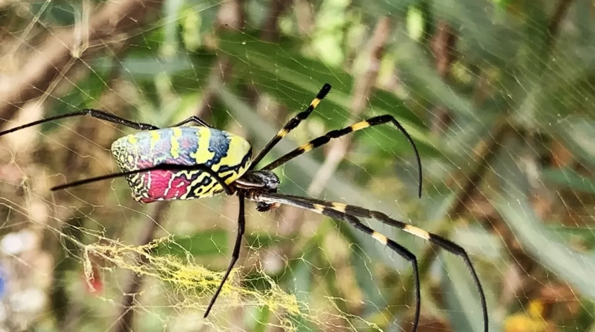 Chinese study reveals spinning mechanism of spider dragline silk ...