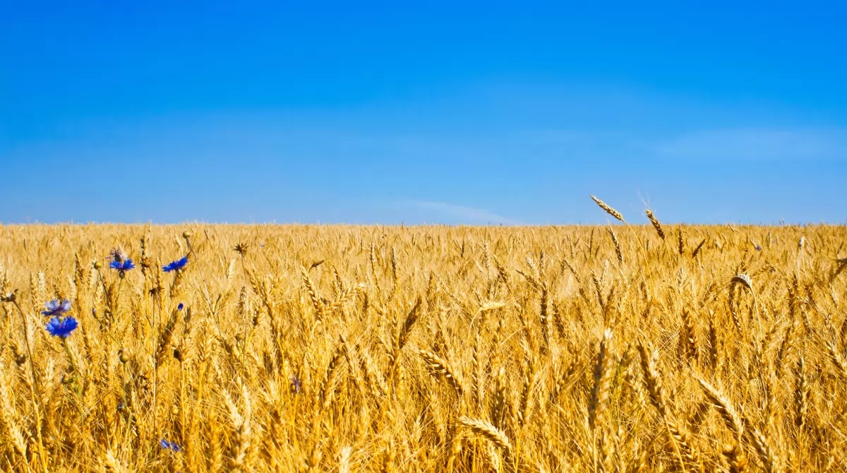 Agrarians sow 3.4 million hectares with spring crops | Ukrainian news