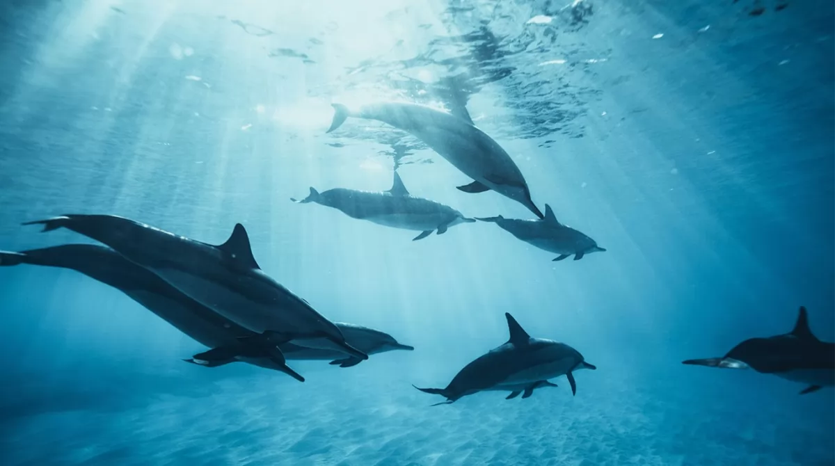Russia doubles number of combat dolphins to protect naval base in ...