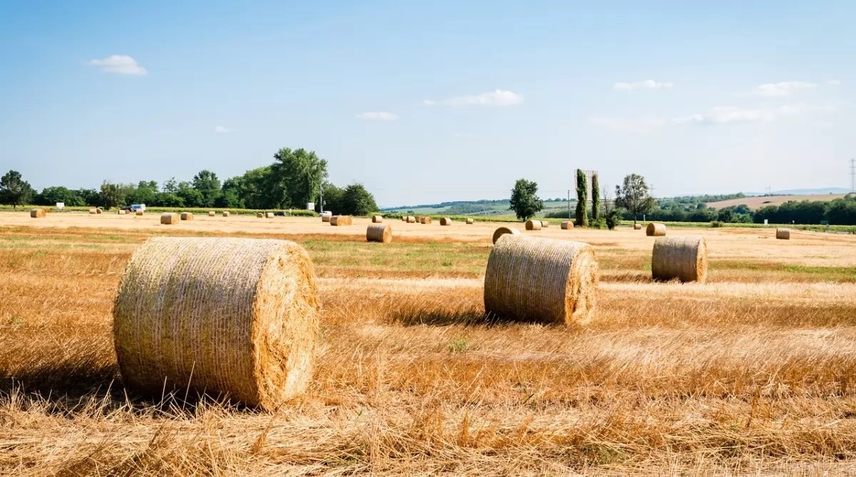 Ukrainian farmers harvested over 2.5 million grains and legumes of new ...
