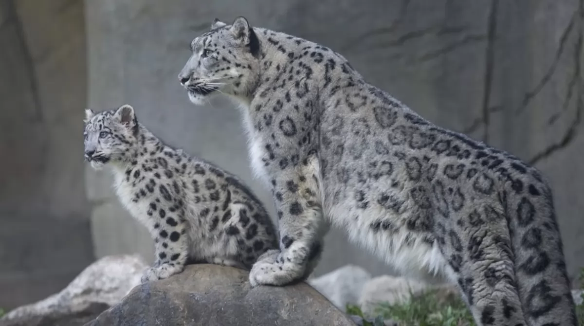 Snow leopards spotted in Tibet | Ukrainian news