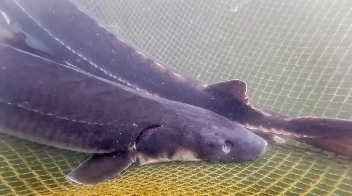 Endangered sturgeon spotted in upper Yangtze River | Ukrainian news
