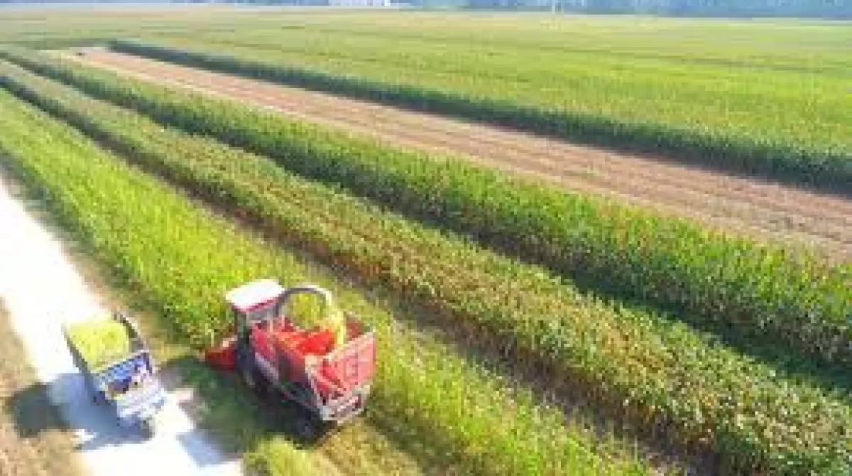 China achieves steady progress in agricultural green development ...