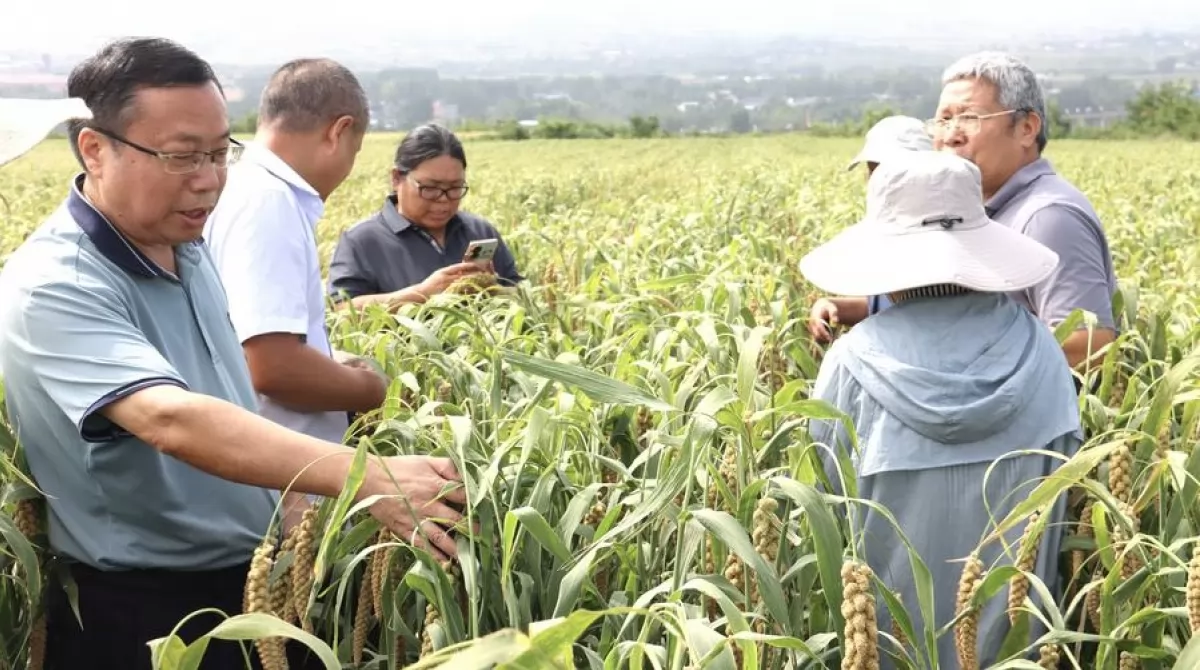 China's new foxtail millet variety sets summer yield record | Ukrainian ...