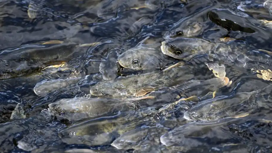Rare carp stocks growing in China's largest inland saltwater lake ...