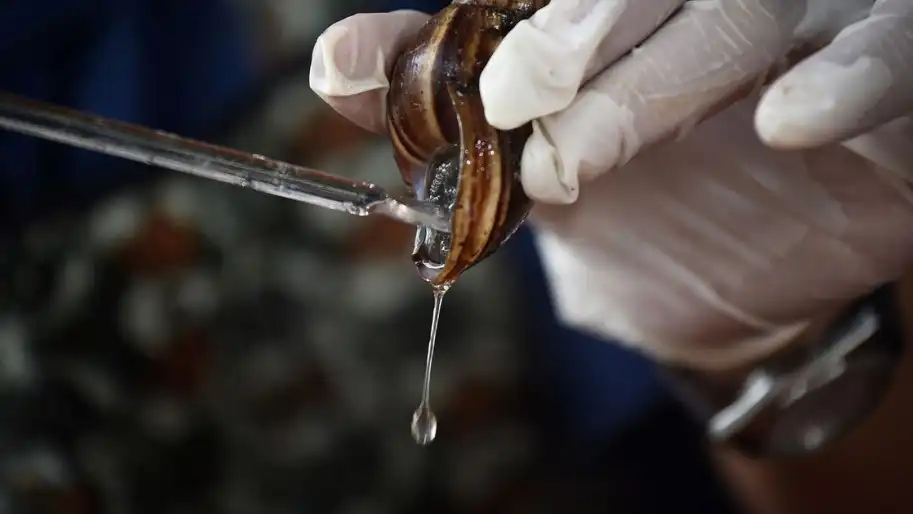 Chinese scientists develop snail mucus into adhesive for wounds ...