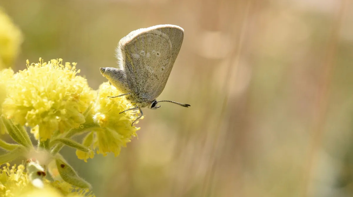 Unique butterfly isolated for over 40,000 years discovered in Canadian ...