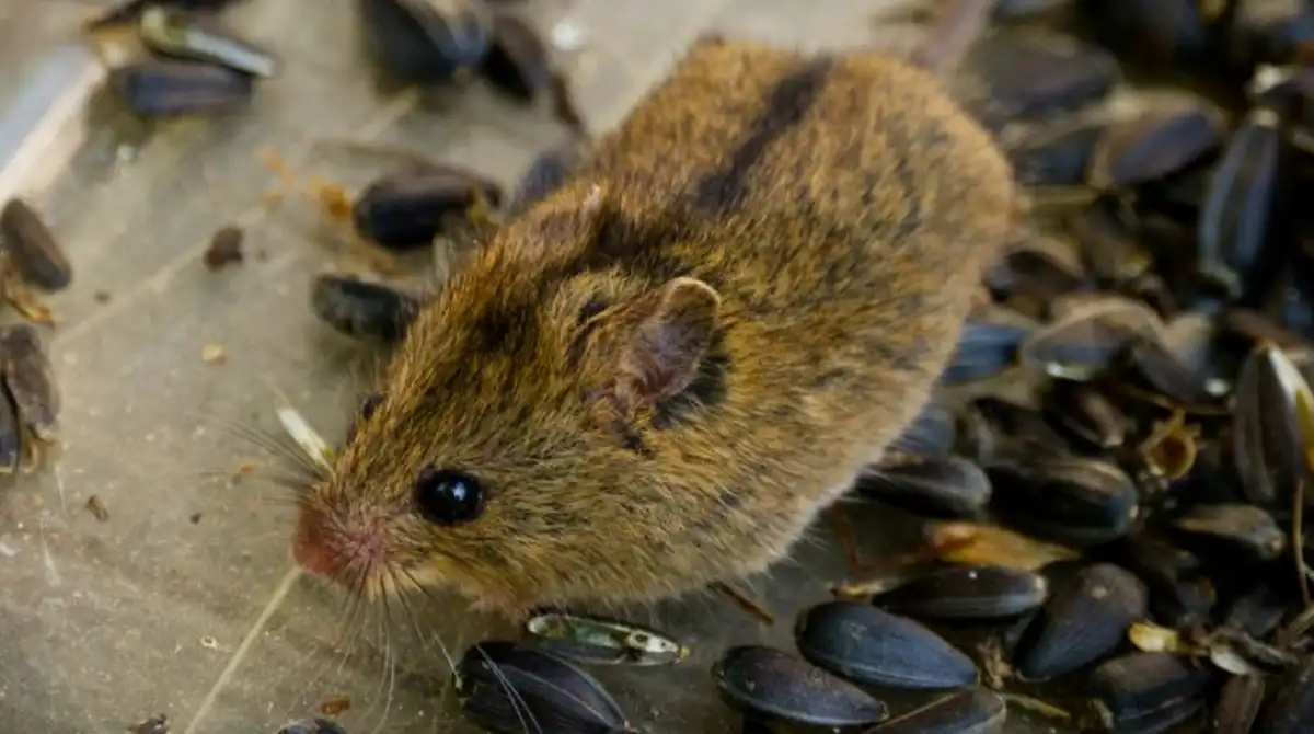 Rare Red Book animal discovered in Chornobyl Exclusion Zone | Ukrainian ...