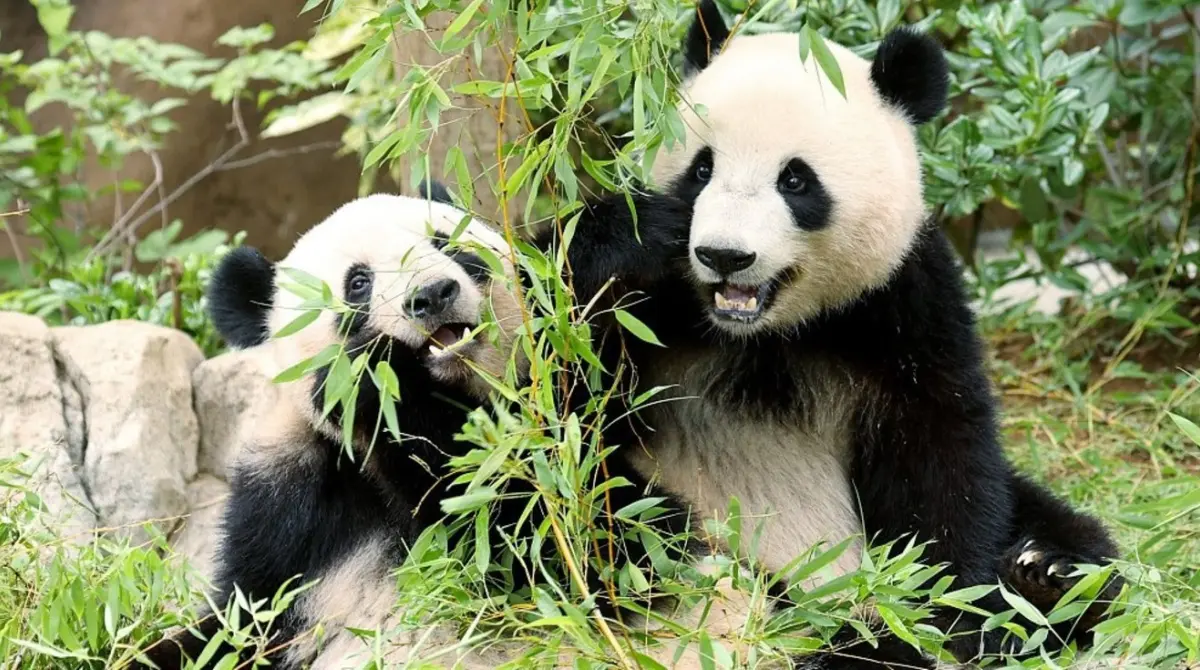 China takes pandas from Japan for first time in 50 years - Associated ...