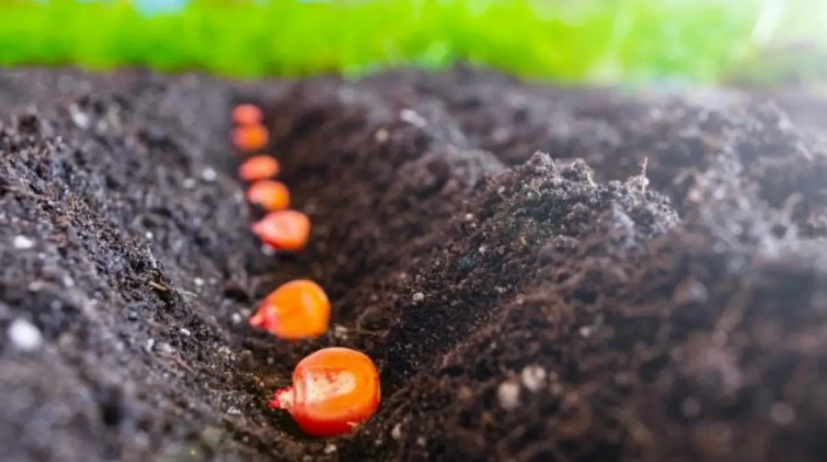 Seed areas in Ukraine in 2025 up 2.3%, but remain below 2023 level ...