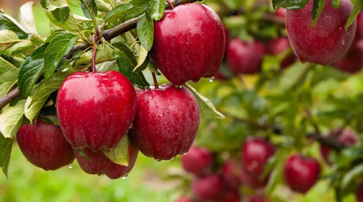 Apple harvest in Ukraine will be larger than last year | Ukrainian news